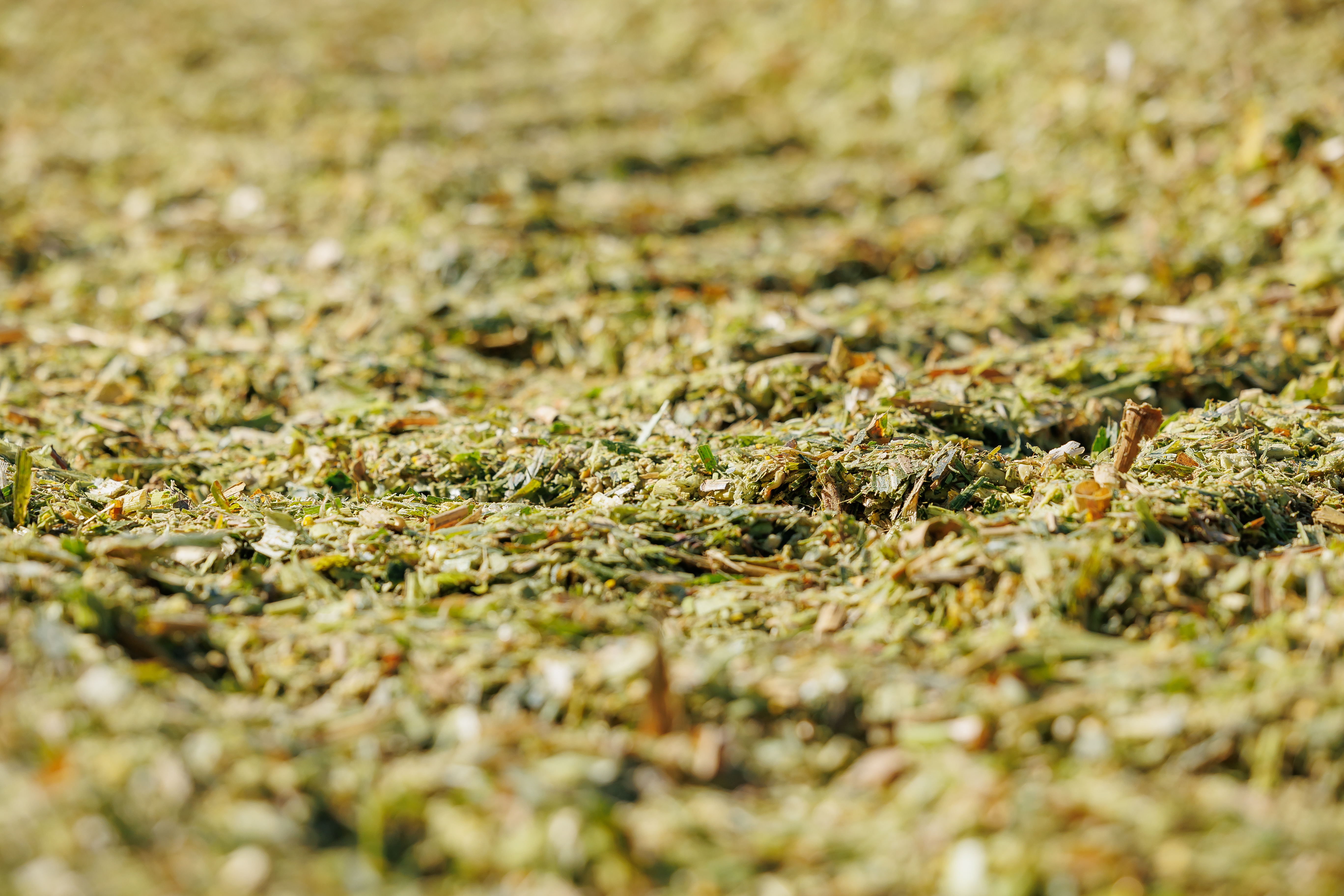 Insights and Forecasts: Corn Silage: How to Make It Perfect | BKT Tires